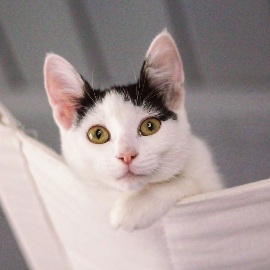 Котёнок, чудесная малышка Манечка ищет семью