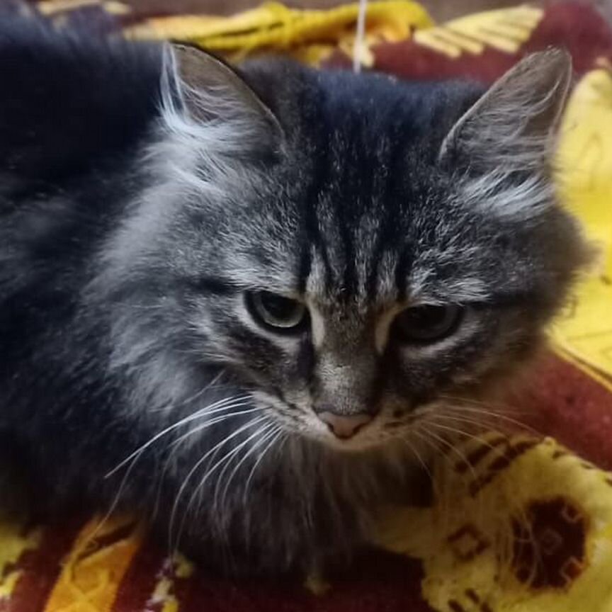 Серое облачко счастья