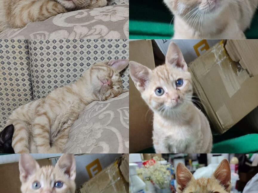 Отдам в добрые руки