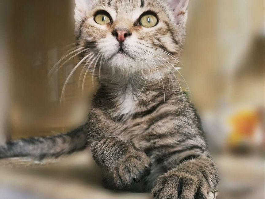 Чудо котик