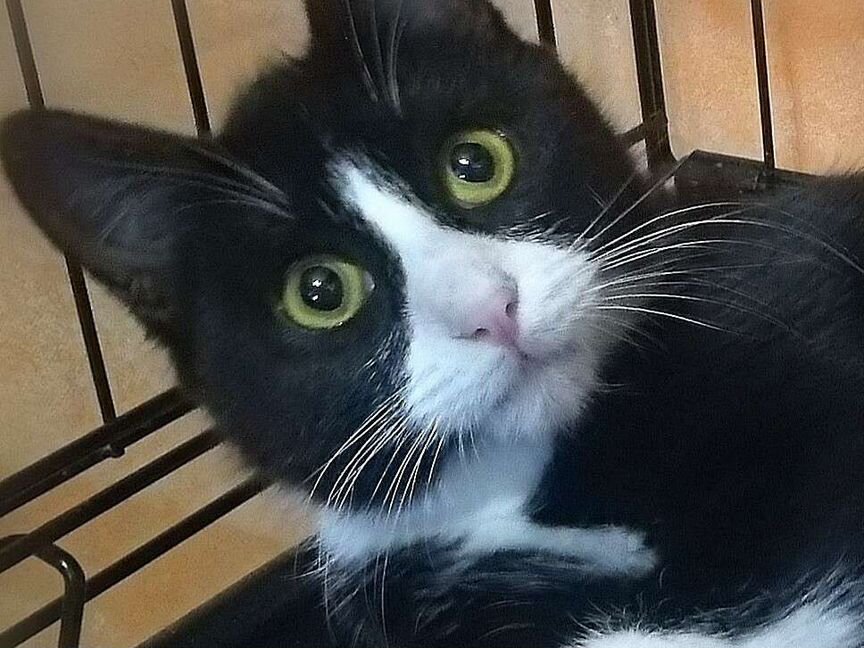 Оставили на улице. Котенок кошечка