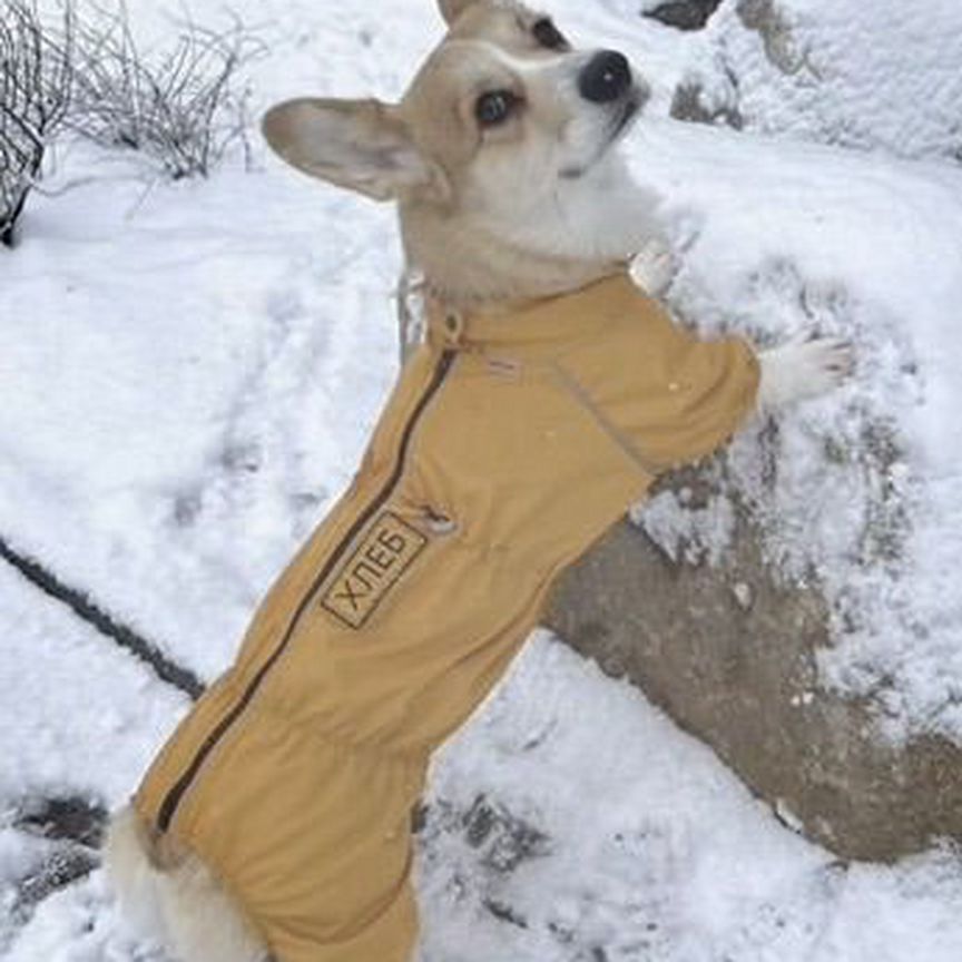 Костюм для корги девочка