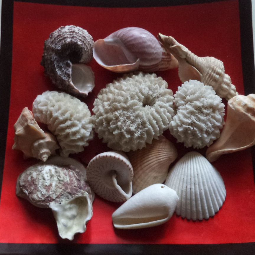 Ракушки для аквариума на выбор