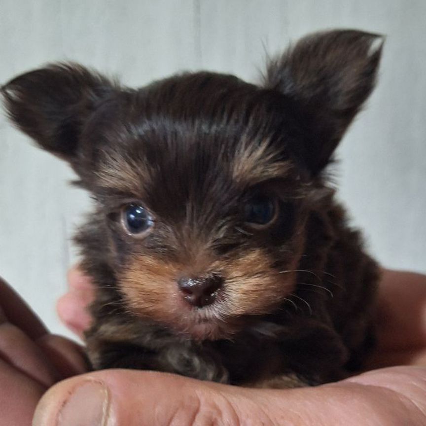 Йоркширский терьер, щенок