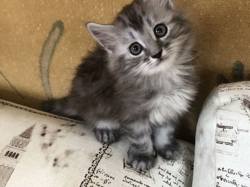 Отдам котят в добрые руки