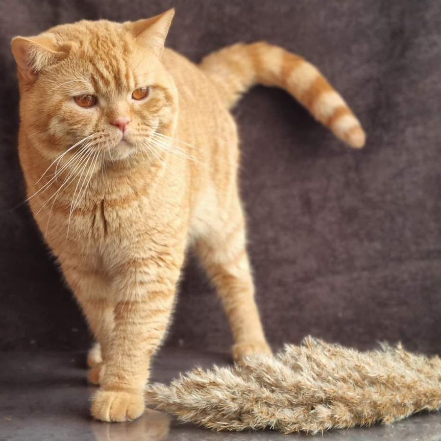 Британский котик