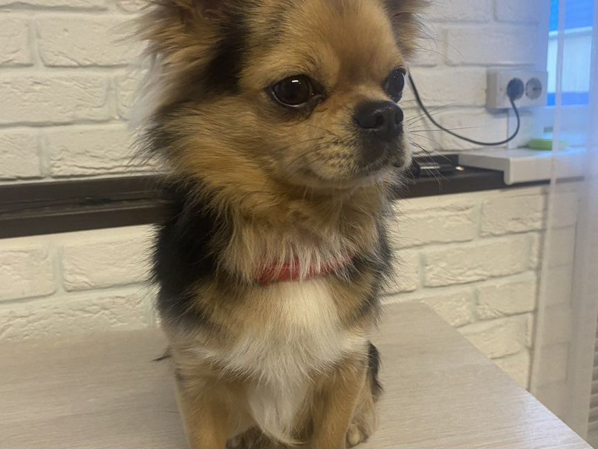 Мини чихуахуа вязка