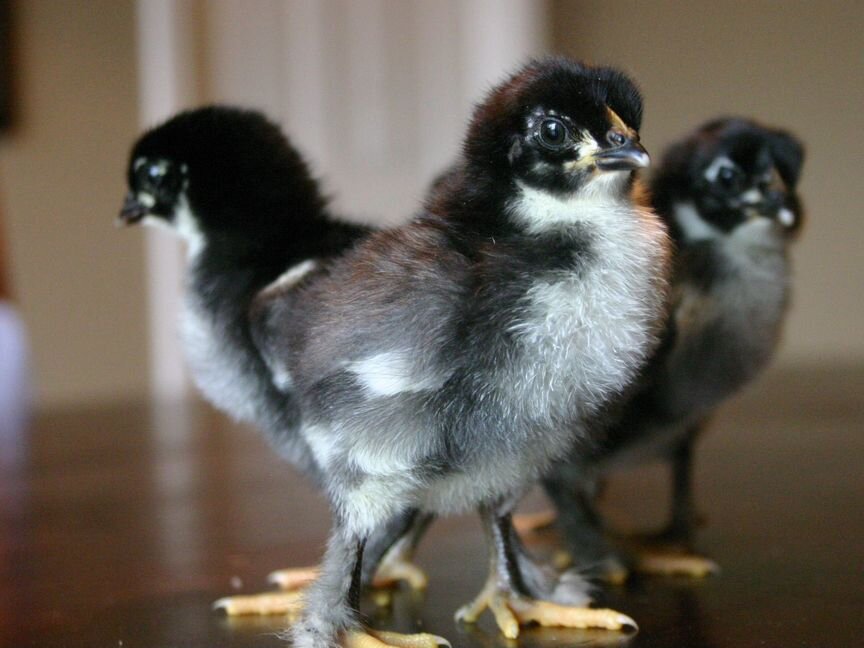 Цыплята маран