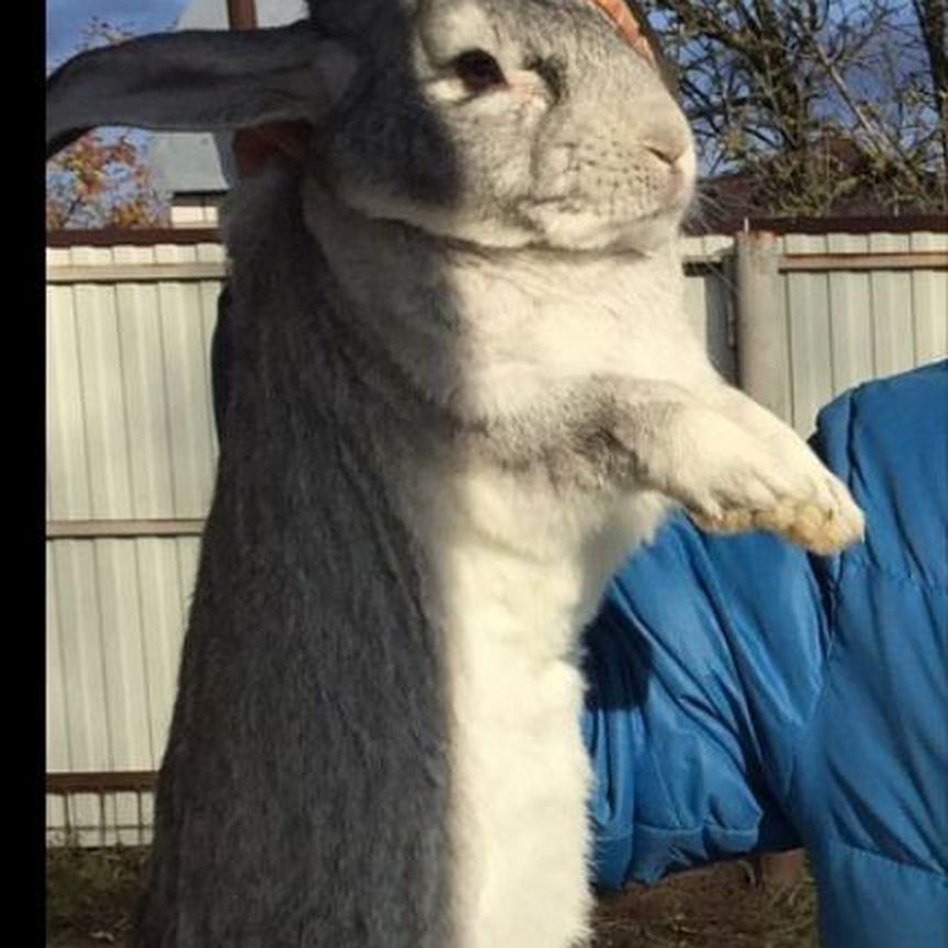 Обмен индоуток и кроликов на кур