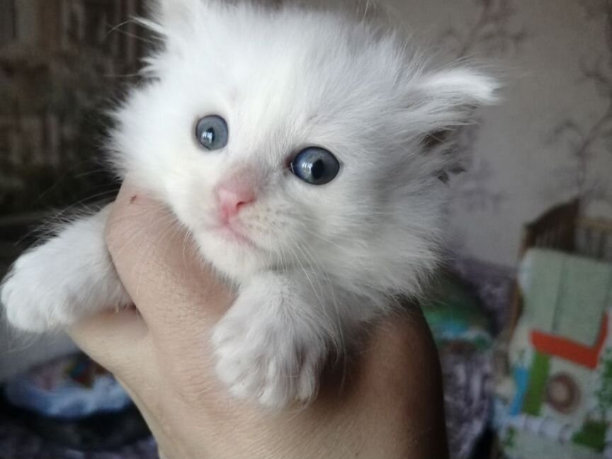 Маленькое счастье в дар