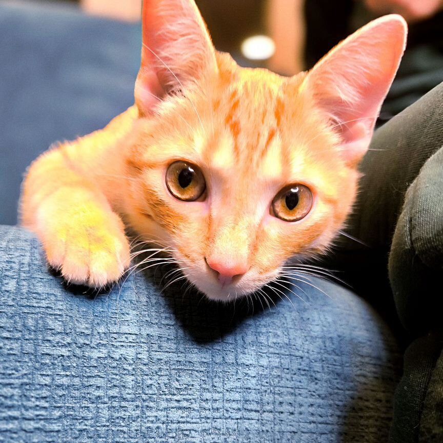 Рыжий котёнок
