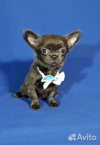 Щенки чихуахуа большой выбор