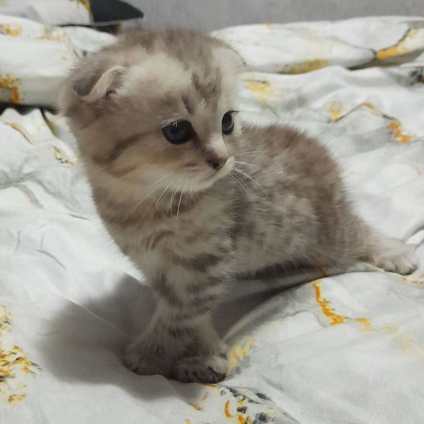 Шотландские шиншиловые котята