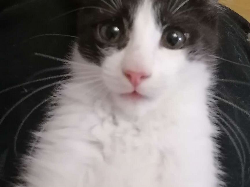 Кот