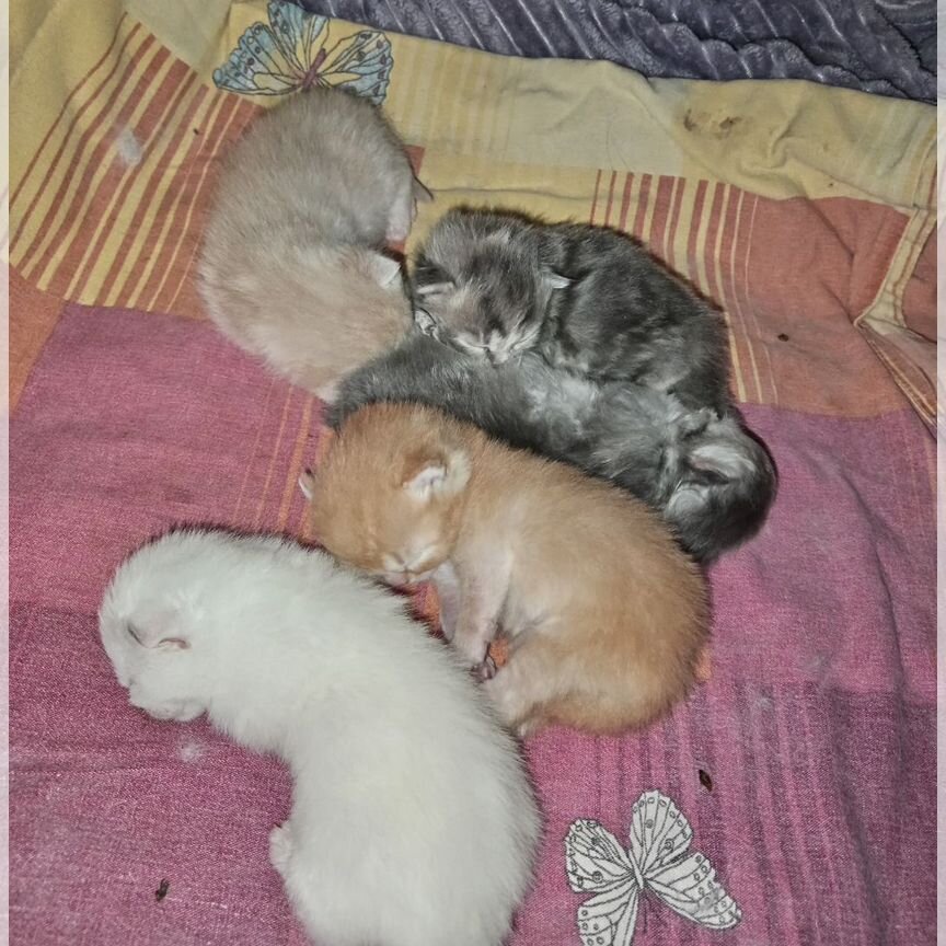 Шотландский вислоухий длинношёрстный котёнок