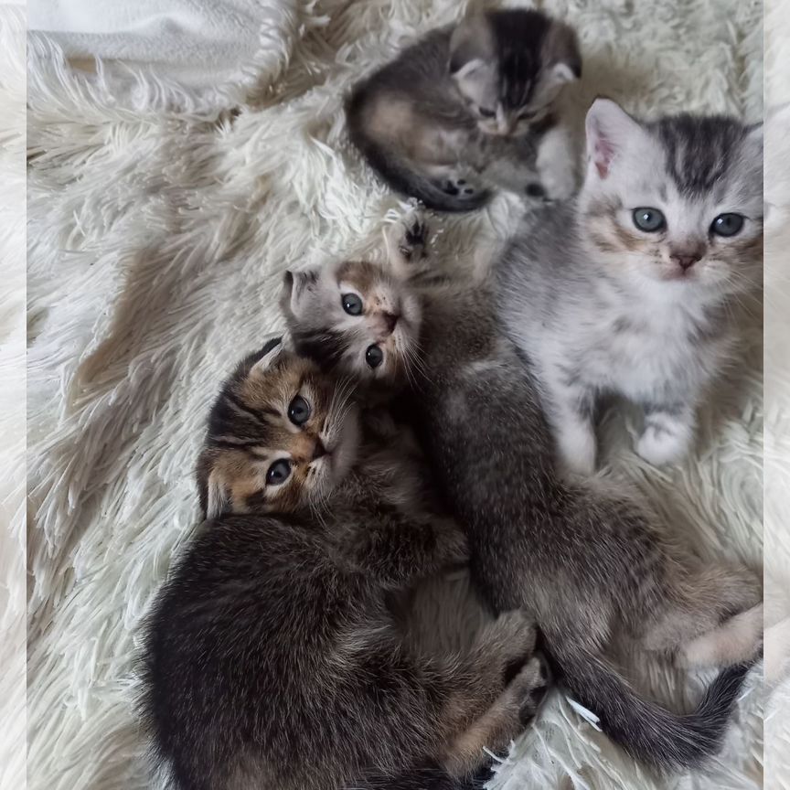 Котята Шотландская золотая шиншилла