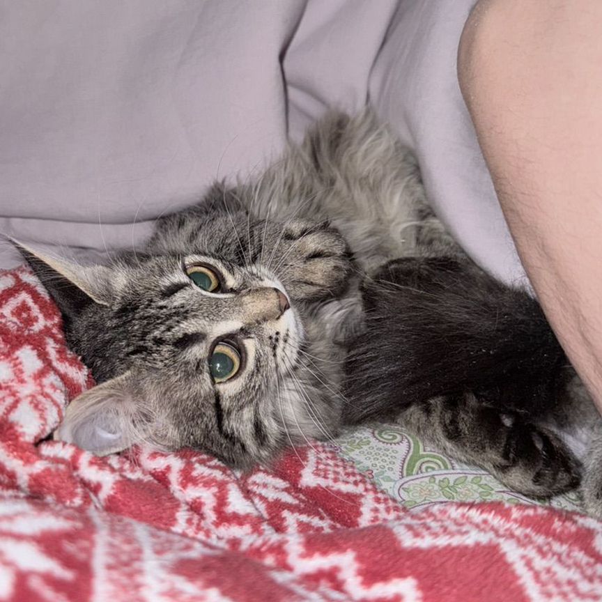 Котёнок в добрые руки