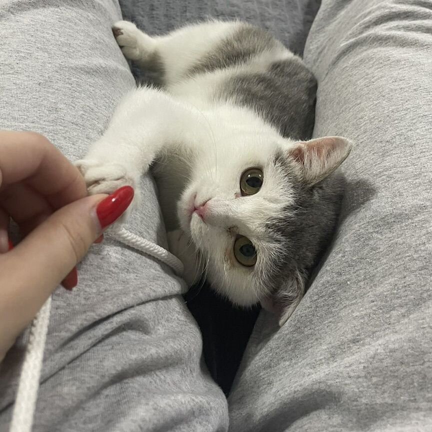 Котенок отдам бесплатно