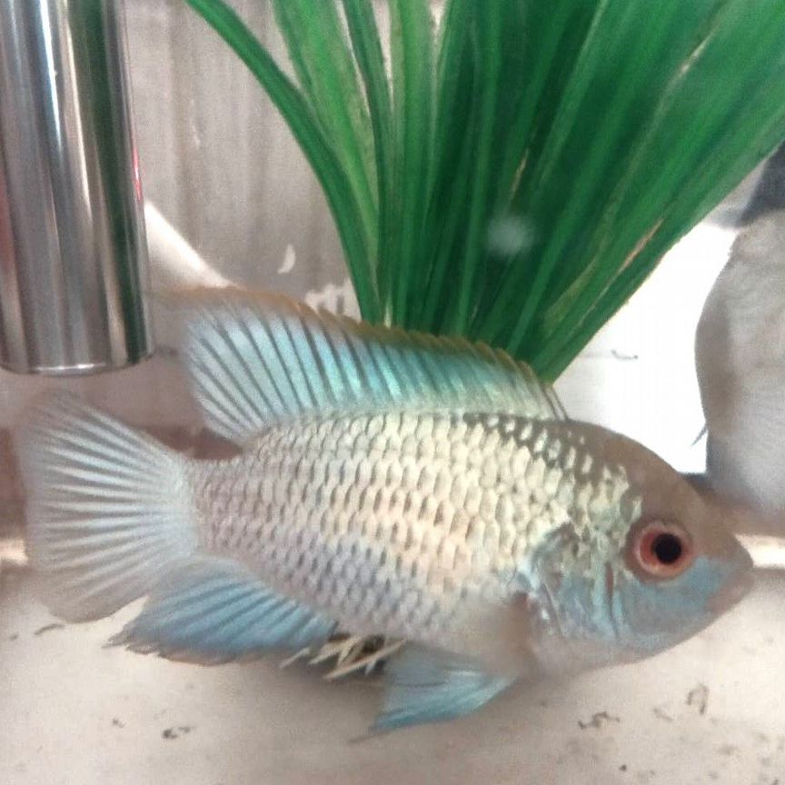 Нанакара, электрик блю. Подростки