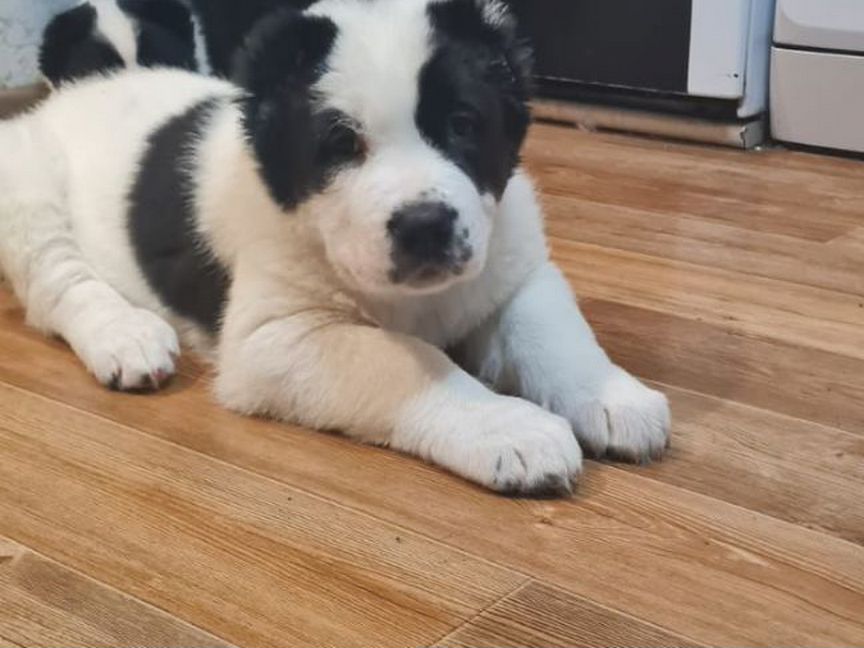 Среднеазиатская овчарка алабай щенки