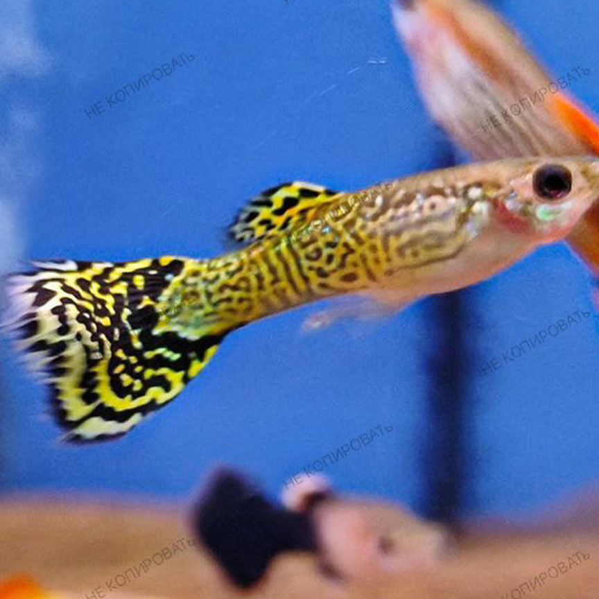 Гуппи   растение в подарок