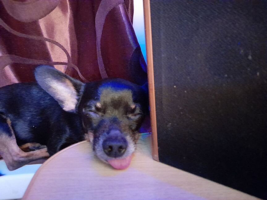 Опытный мини-той Вязка