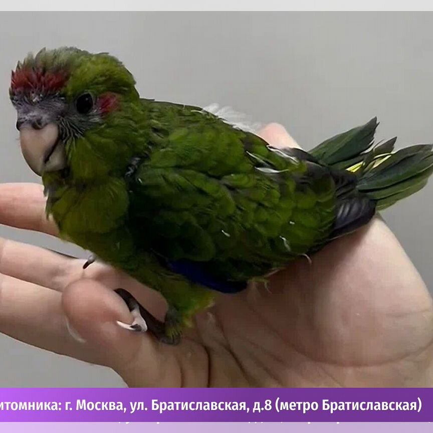 Попугай Какарик