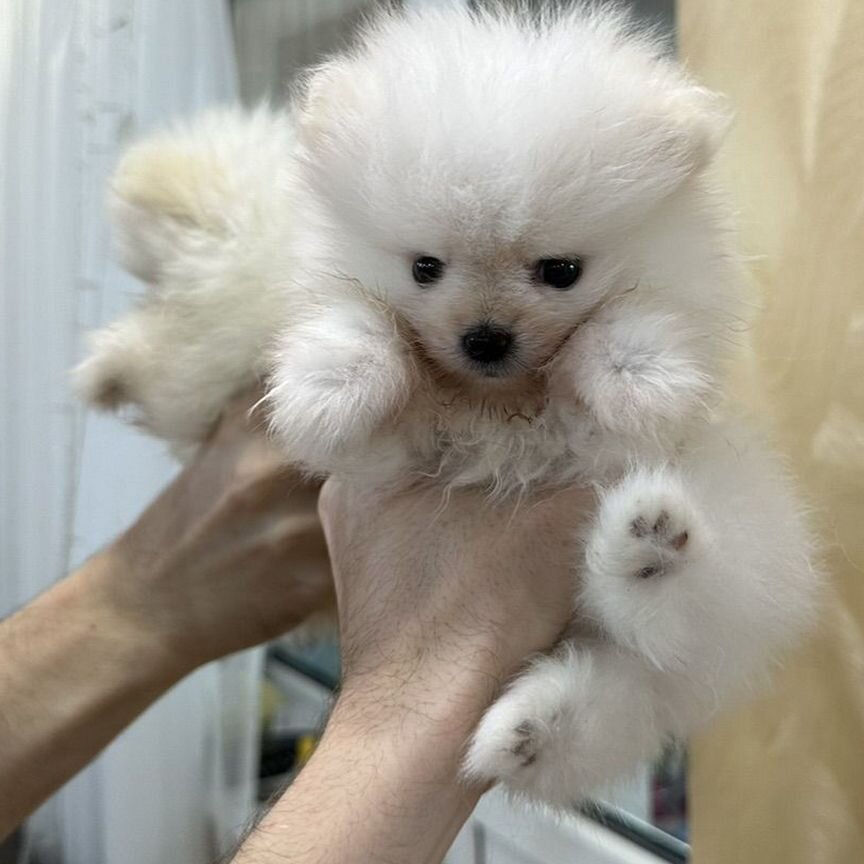 Померанские шпицы мини мишки