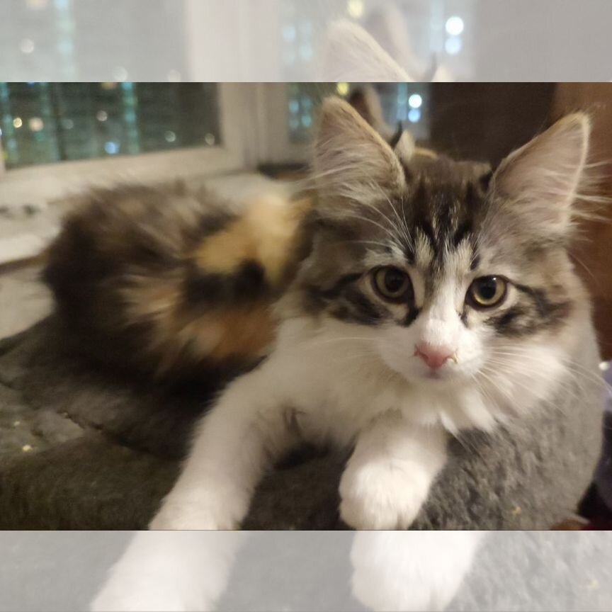 Сибирский котёнок