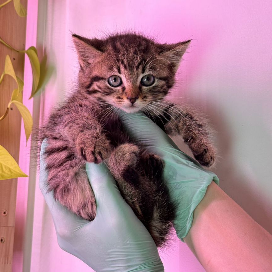 Котенок шпрот 1 месяц