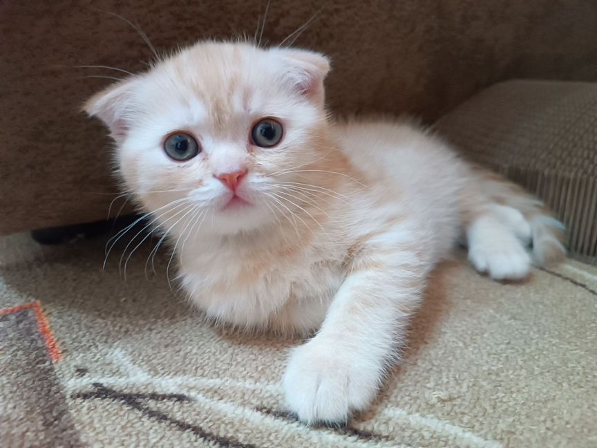 Шотладские котята