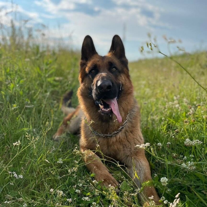 Случка собак породы немецкая овчарка