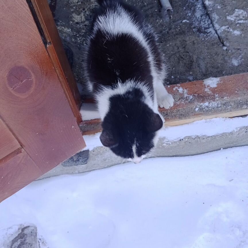 В Барабинске на улице Чапаева нашлась кошечка