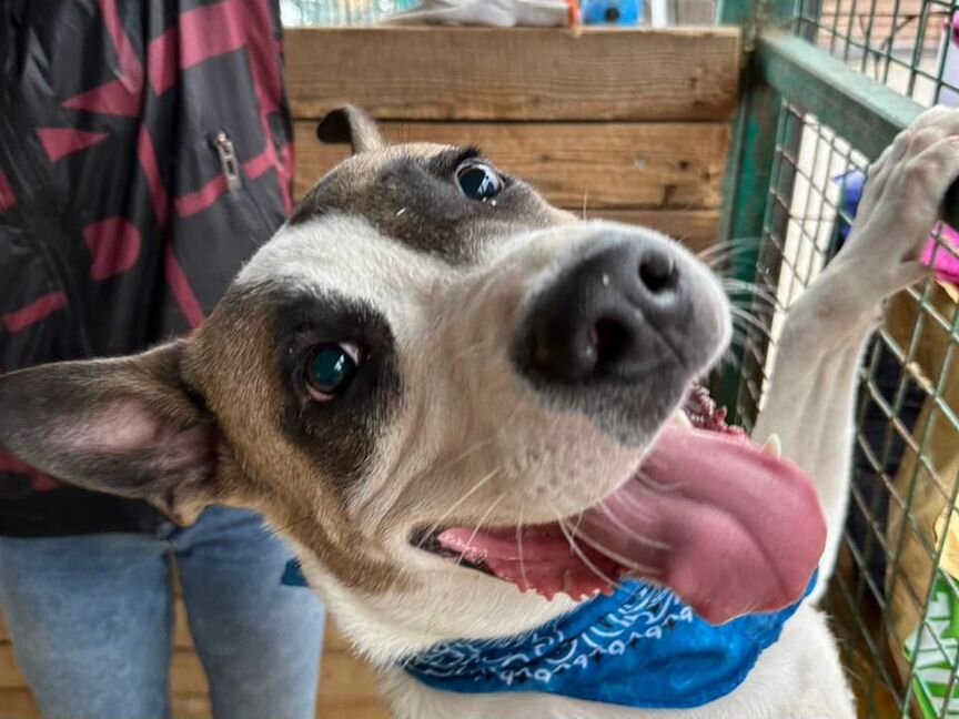 Чэп.Море позитива и энергии.В дар.Приют Некрасовка