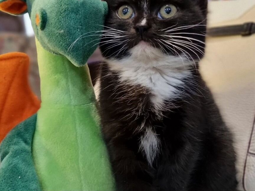 Котенок Тотошка