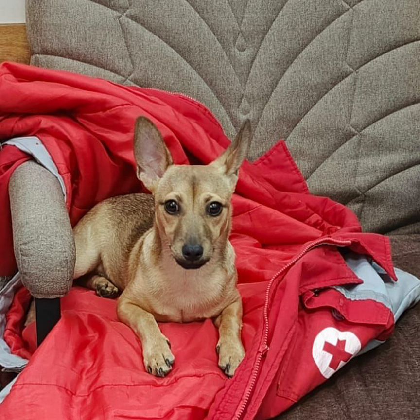 Маленький ушастик