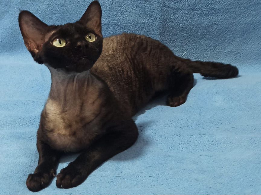 Девон-рекс кошка