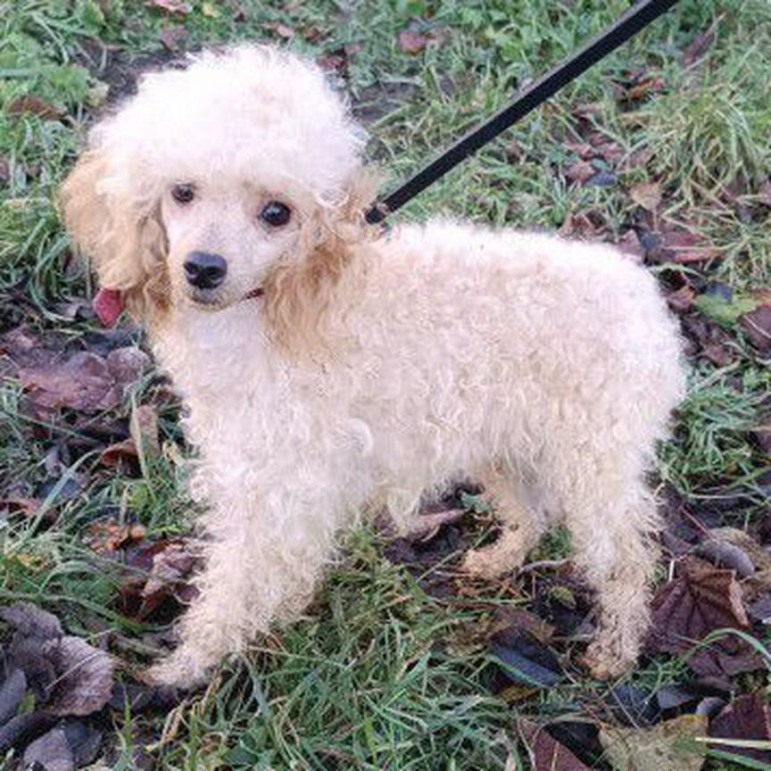 Той-пудель, взрослый пёс