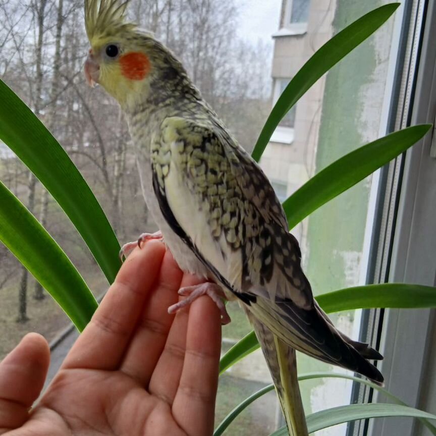 Попугай Корелла девочка ручная