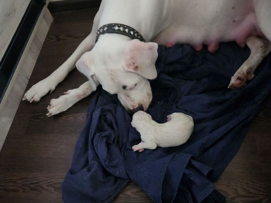 Аргентинский дог