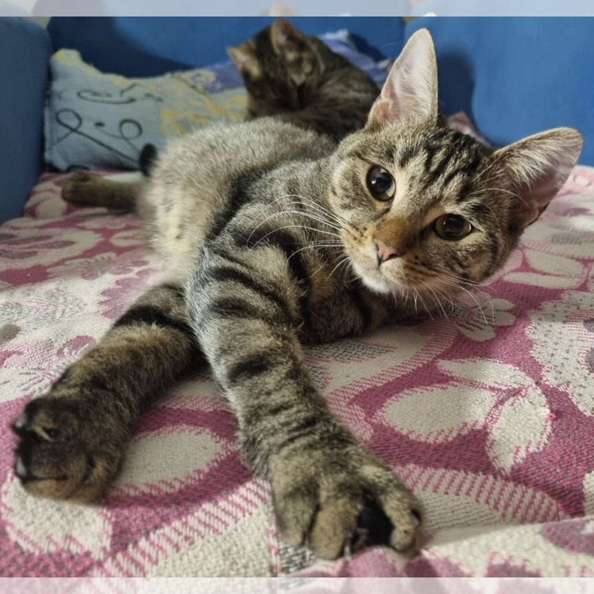 Кошка в хорошие руки