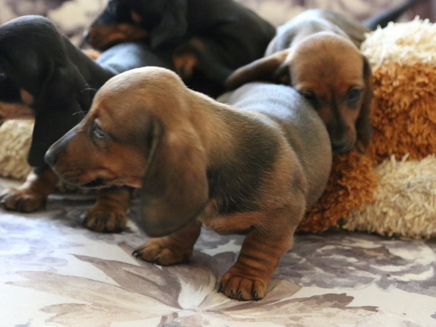 Маленькое чудо