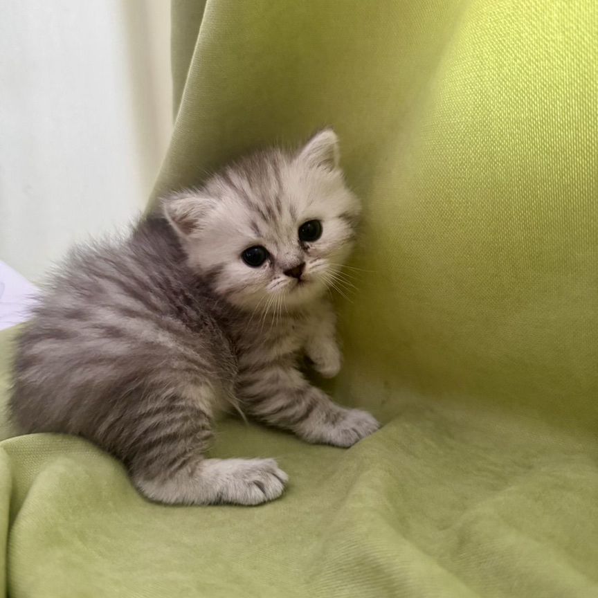 Котенок мальчик шотландец прямоухий