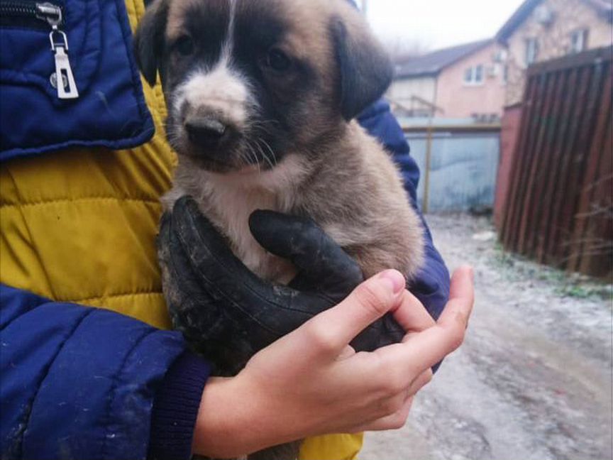 Щенки в добрые руки