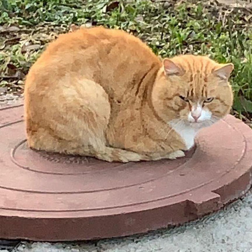 Кот в добрые руки