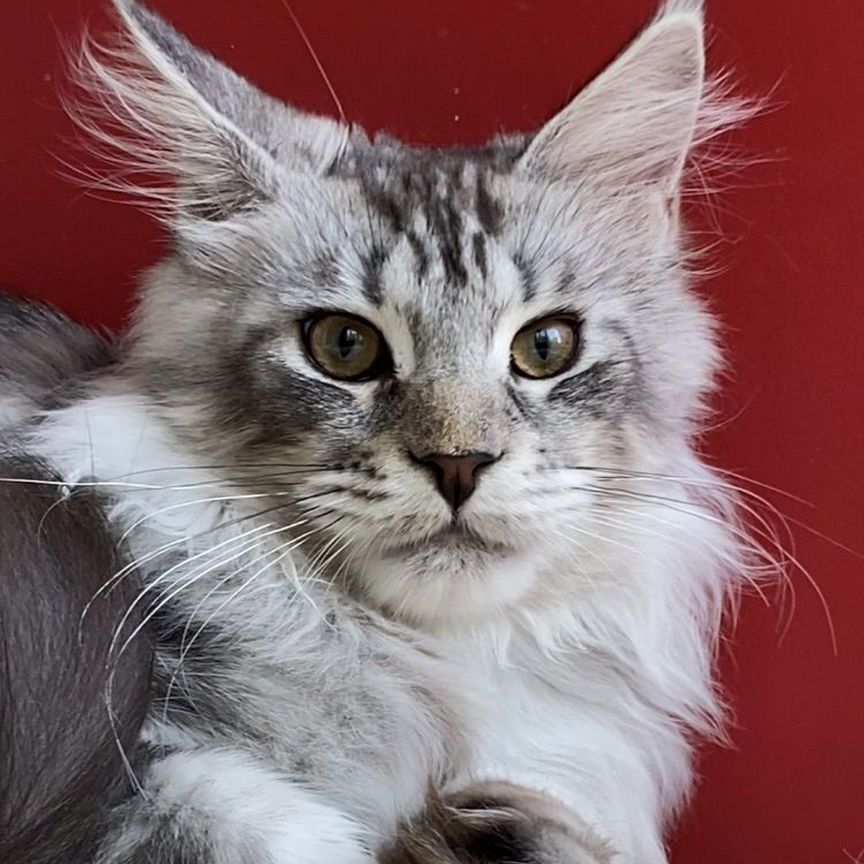 Кошечка мейн-кун