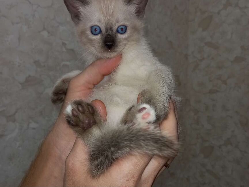 Тайские/сиамские котики