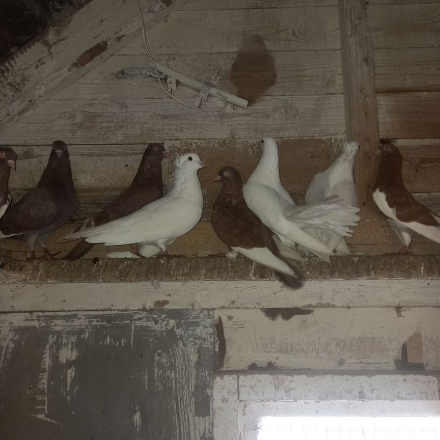 Купля продажа голубей