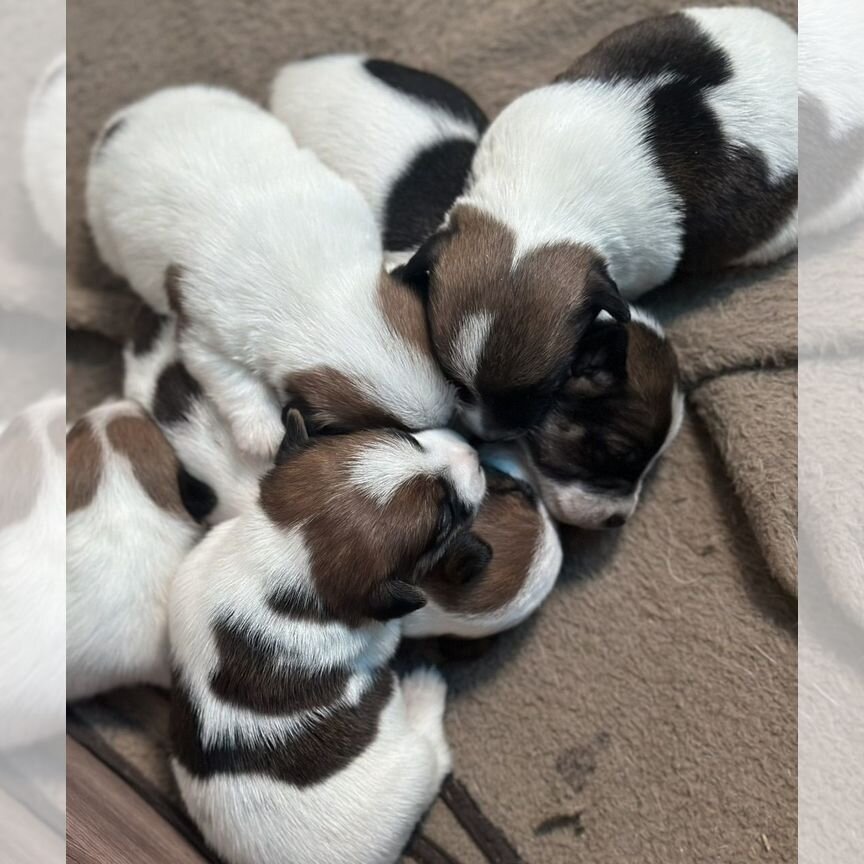 Джек-рассел-терьер, щенок