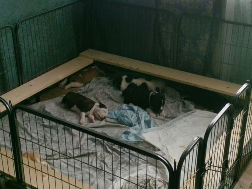 Вольер для собак, кошек